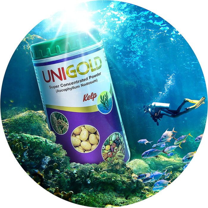 یونی گلد – هامون بذر زرین